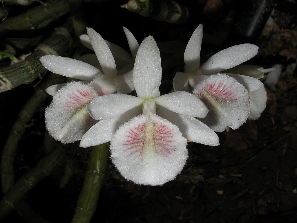 Dendrobium polyanthum care and culture | Travaldo's blog