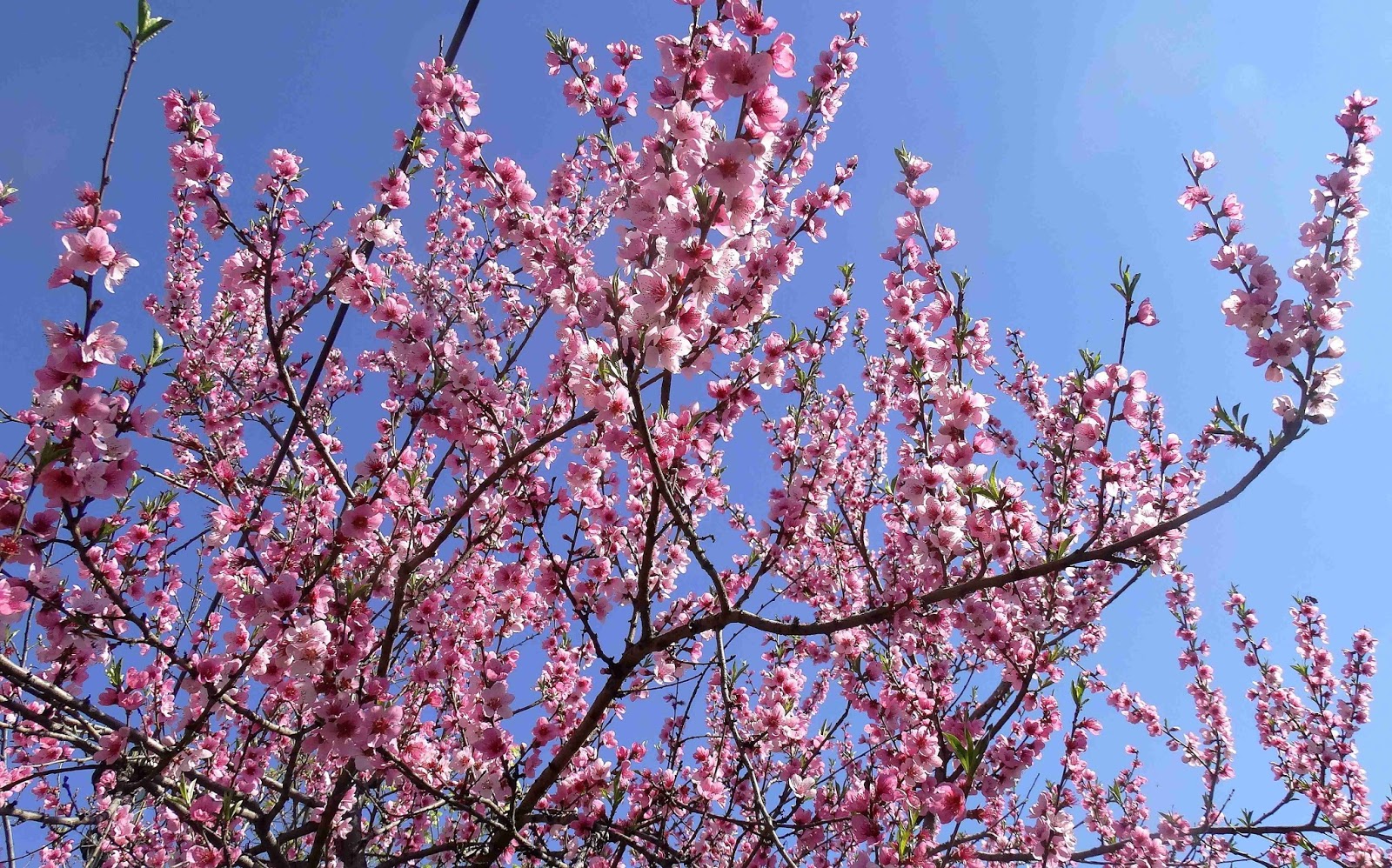 Primavara inflorita ~ Fotograf cu stil