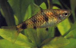 Aquarium Fish: Golden Dwarf Barb