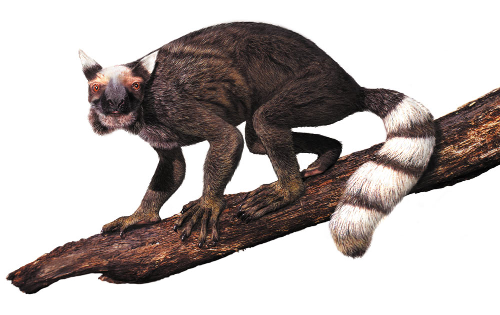 Le prime scimmie della preistoria