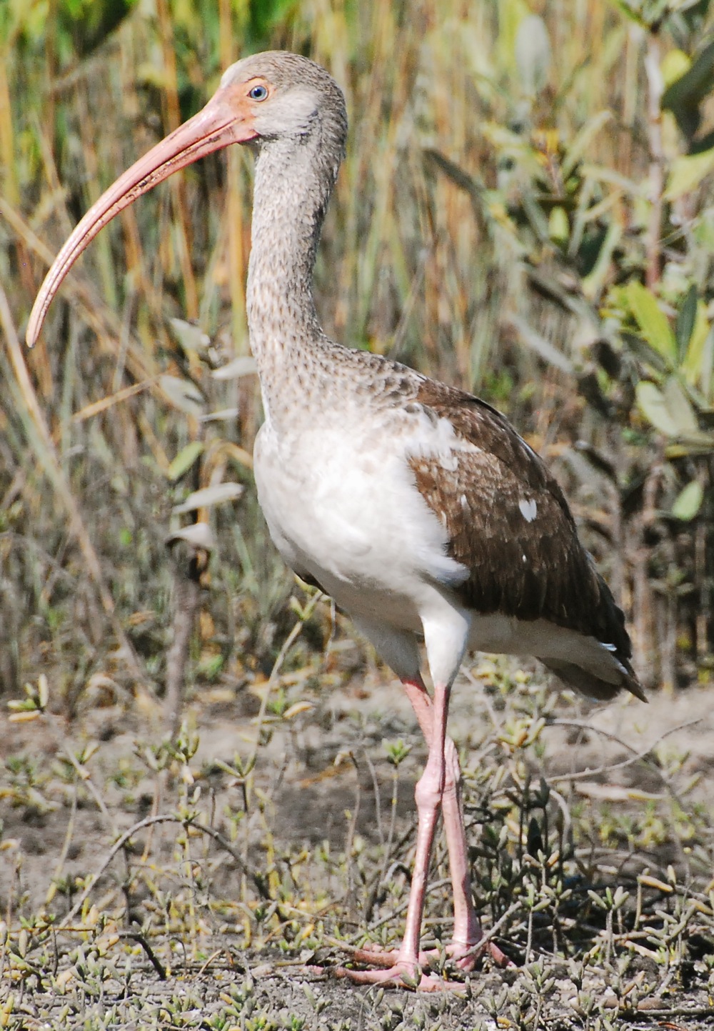 Bosque despierto: Ibis blanca