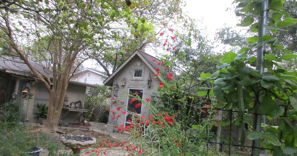 BIRDS & DAFFODILS: MONARCH CATERPILLARS ~ FIRECRACKER PLANT ~ QUEEN ...