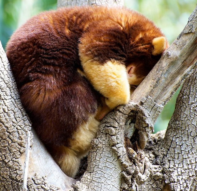 The Kangaroo that Went Back to the Trees | The Ark In Space