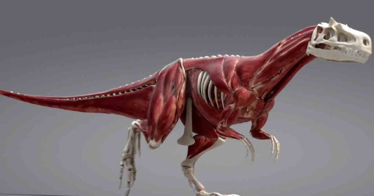 Escape Studios Animation Blog: Ziva Dynamics Muscle Systems Tutorial