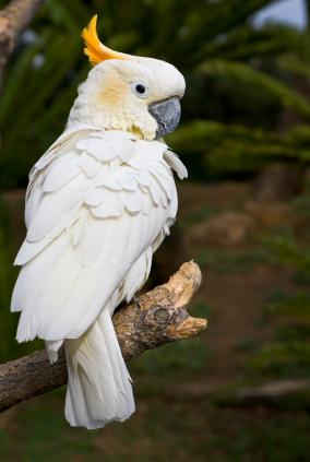 PurerAir.com: Managing Parrot Dander