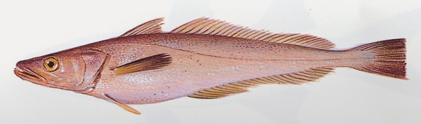 El rincón de Mundín: LA MERLUZA: CARACTERÍSTICAS Y DIFERENCIAS