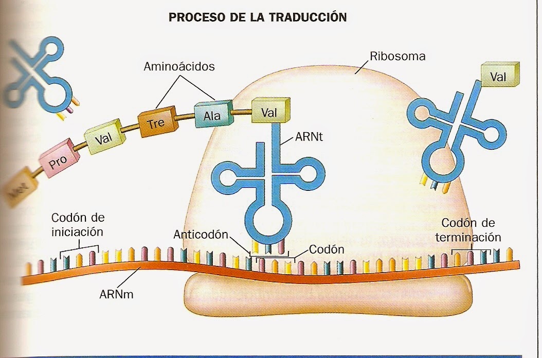 Síntesis de proteínas at emaze Presentation