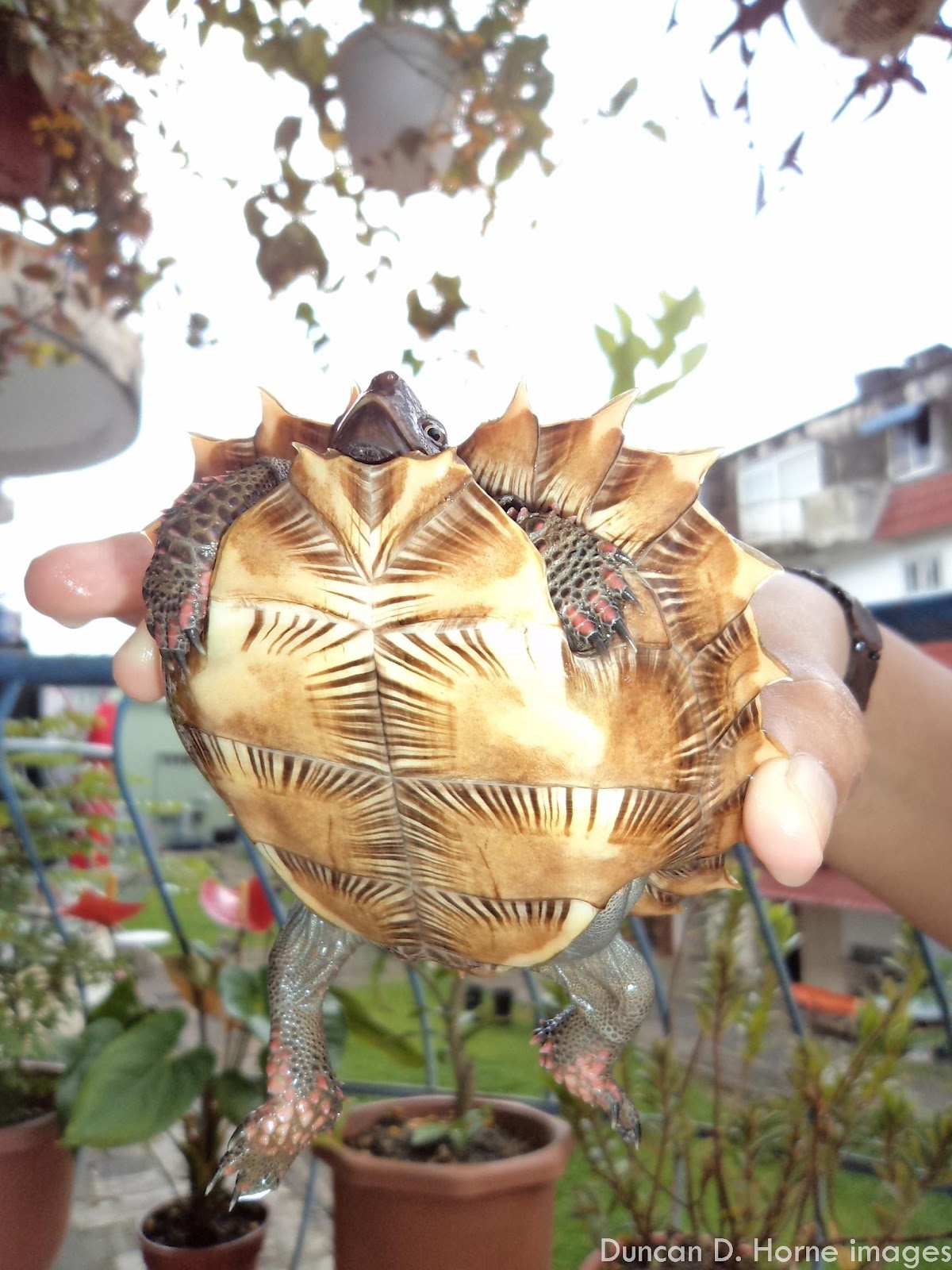 *The KUANTAN blog*: Strange tortoise species