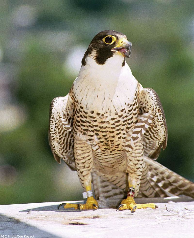 Image Gallary 9: beautiful falcon pictures