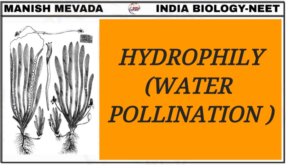 Hydrophily ( Water Pollination )