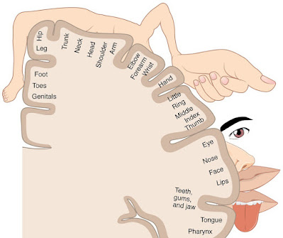 Vía Eferente Motora