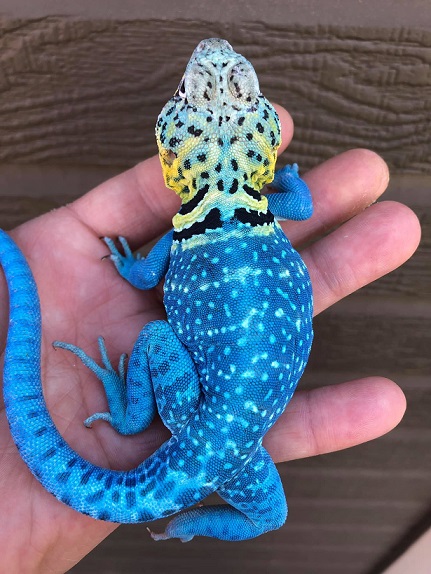 10 Most Colorful & Beautiful Lizards In The World – reptilenesia