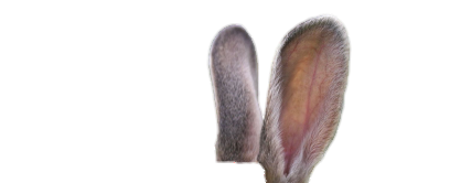 Real rabbit ears png || Bunny ears png