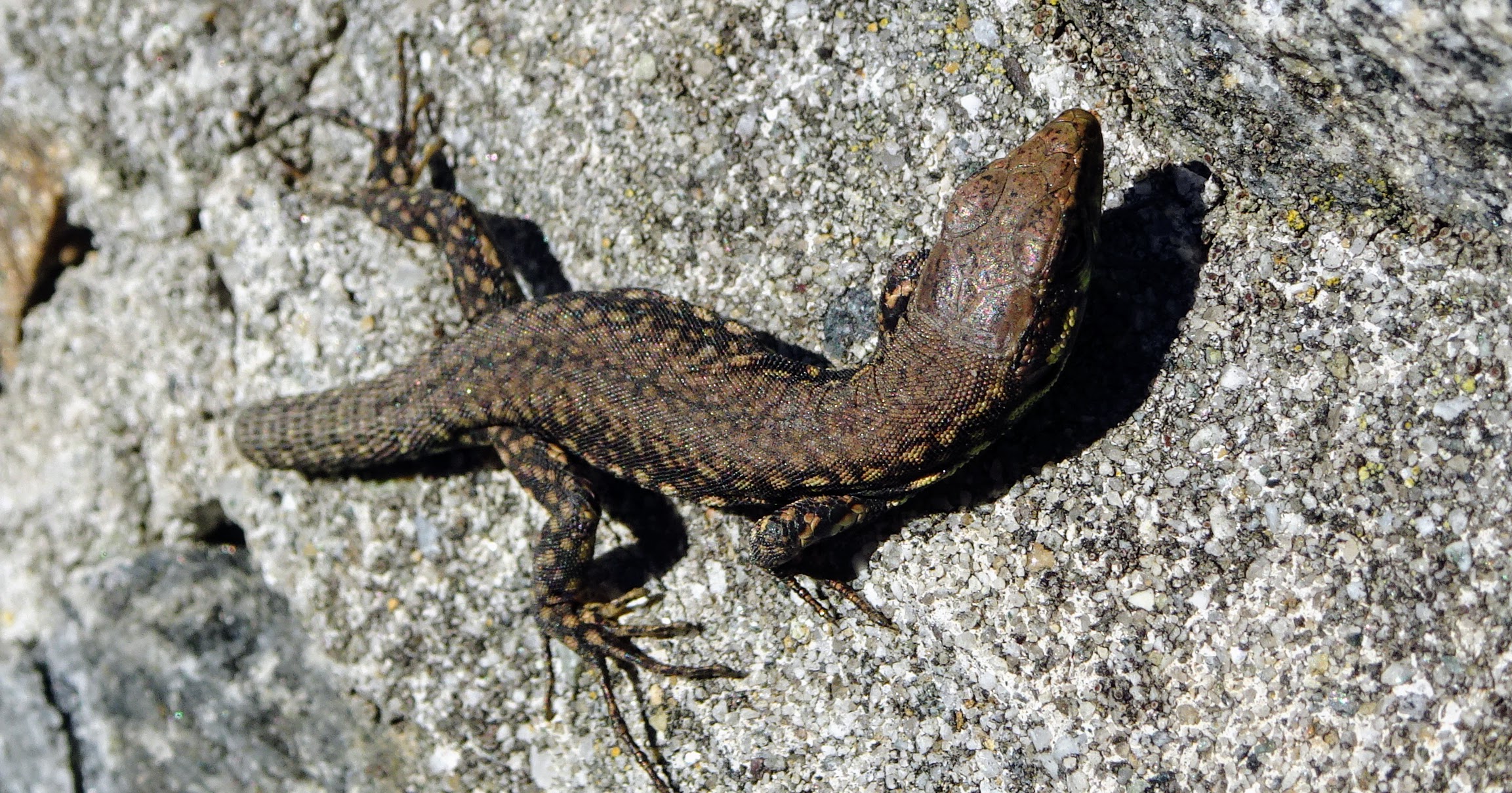 Gordevio – Ponte Brolla – Solduno – Locarno (TI) – Wandern mit Freunden