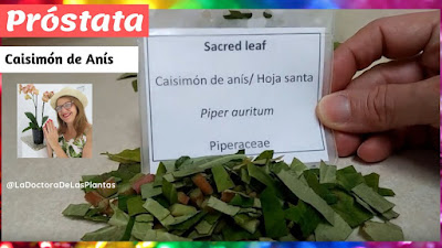 La Doctora De Las Plantas