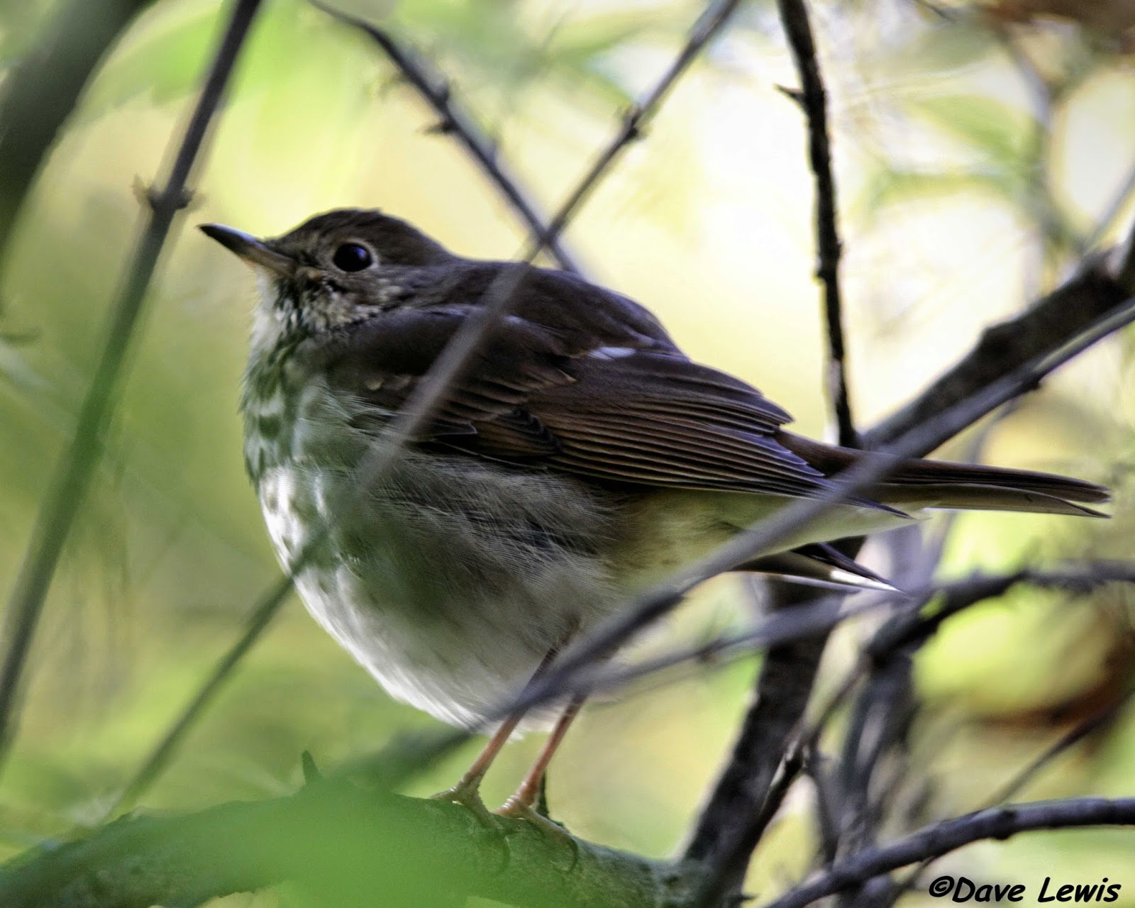 Birds from Behind : An Autumn Walk in Our Neighborhood...