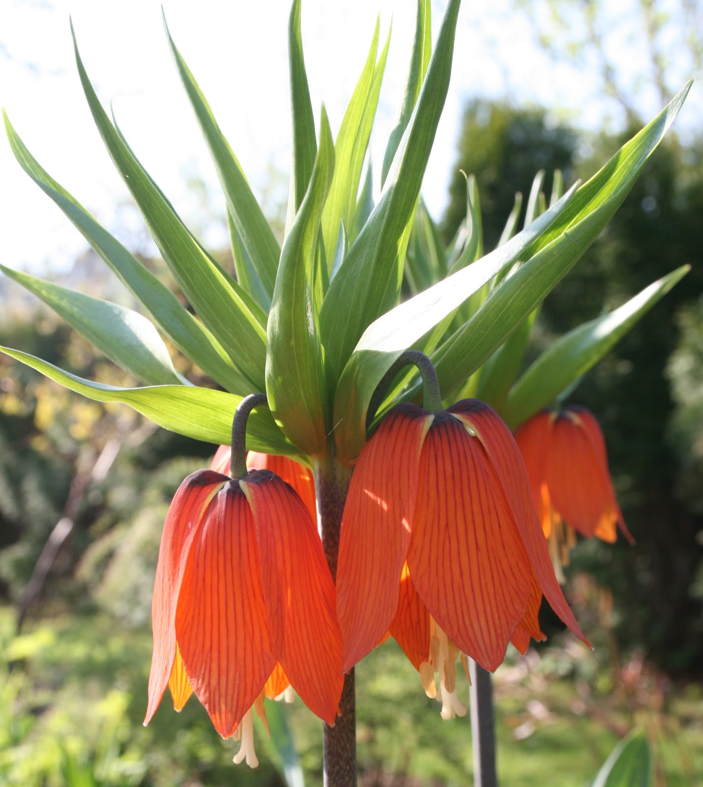 GARDEN STORIES: MARGUTĖS