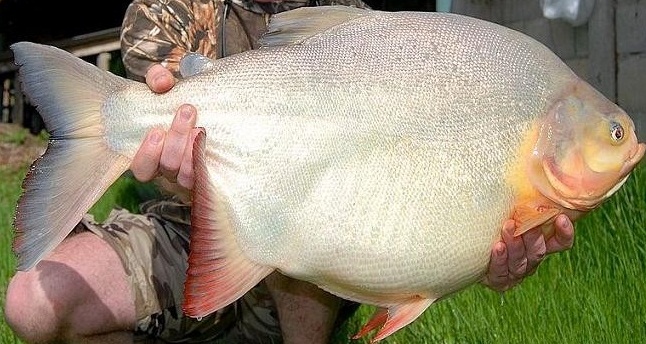 payarawana: La cachama, cherna, tambaquí o pacú negro ( Colossoma ...