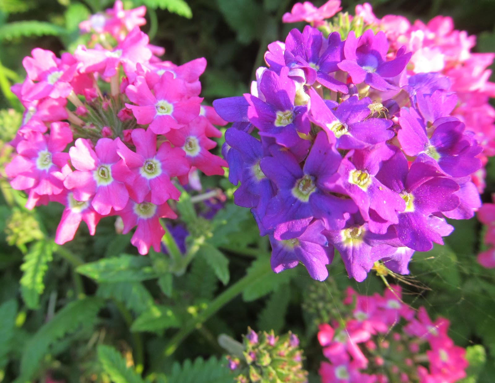 NATURAL & UNIQUE PHOTOGRAPHY: VERBENA FLOWERS