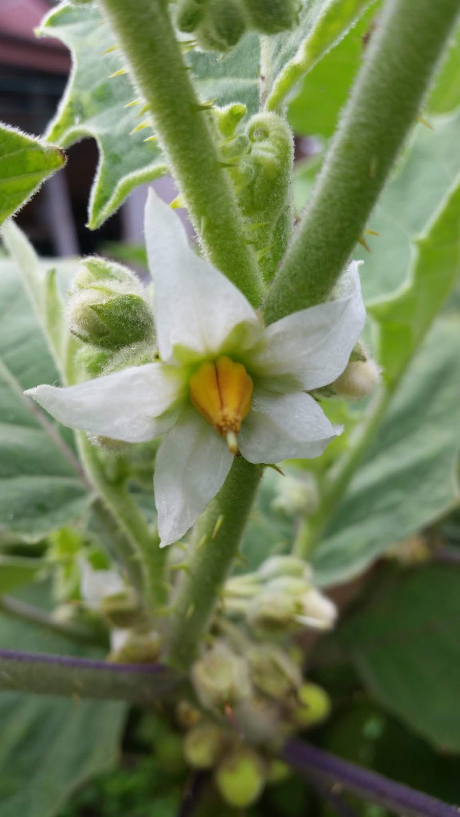 Warisan Petani: Pokok Terung Asam