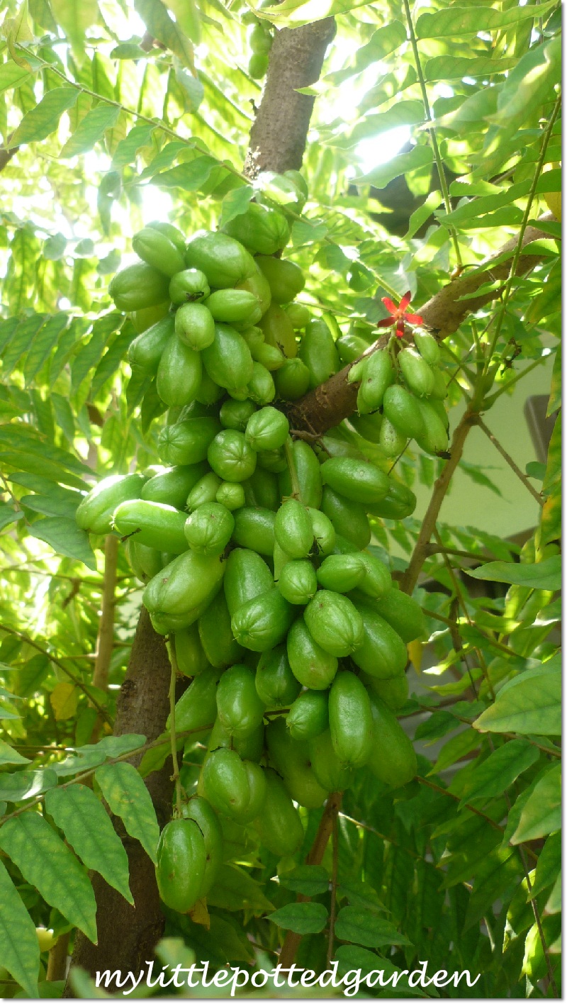 My Little Potted Garden: From Pole to Tree