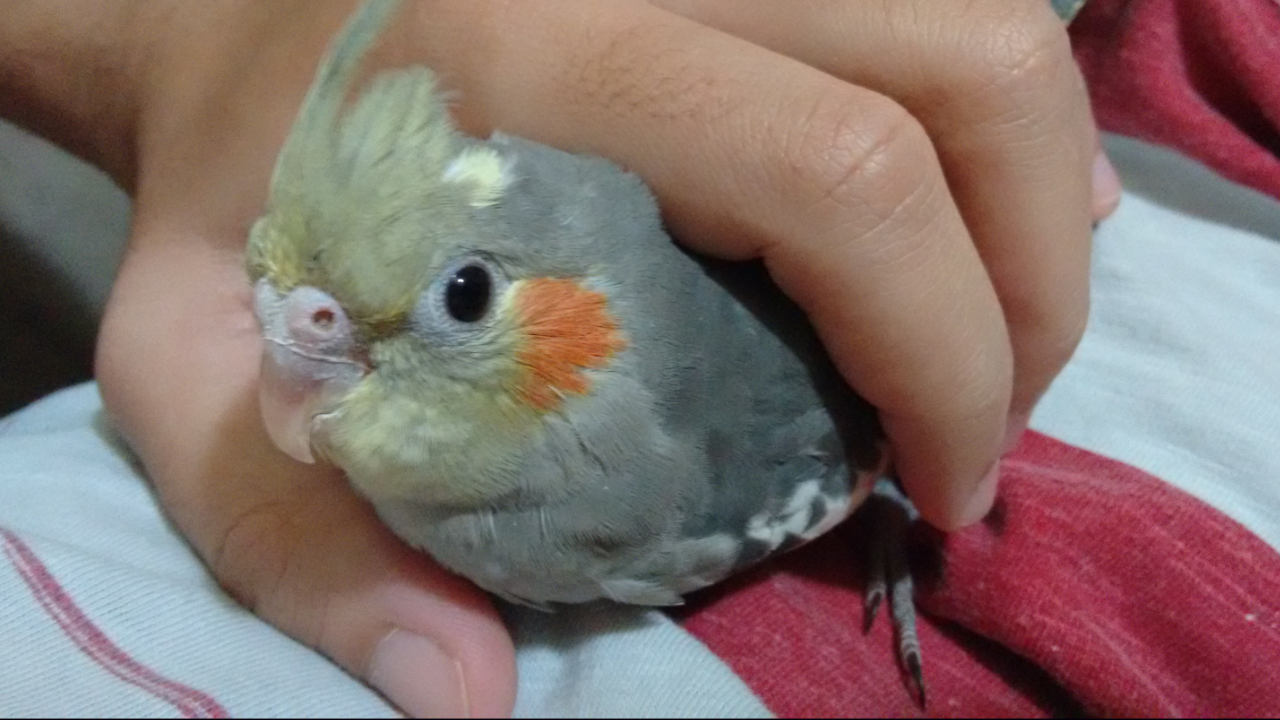 Calopsitas BH - Filhotes mansos em Belo Horizonte: Cinza Silvestre e ...