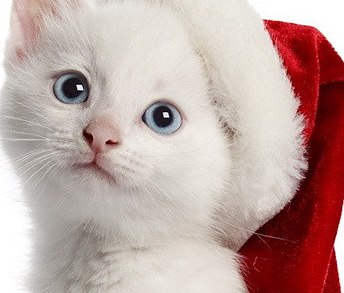 12 Cute Santa Cats That Will Make You Smile | Super Meow Meow
