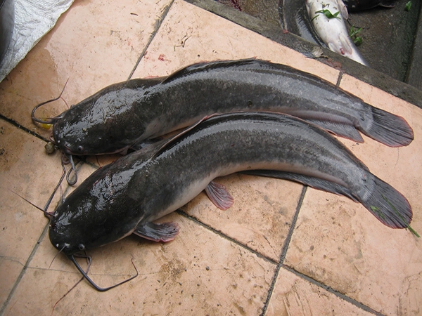 6 jenis ikan Lele di Indonesia