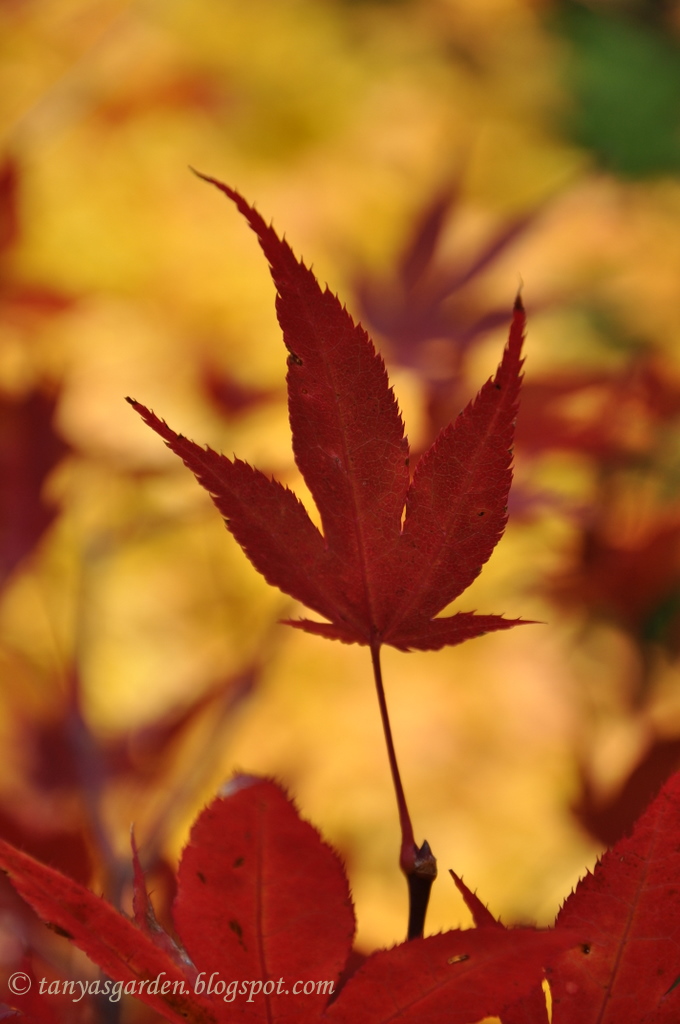 MySecretGarden: Japanese Maples. Picture Gallery