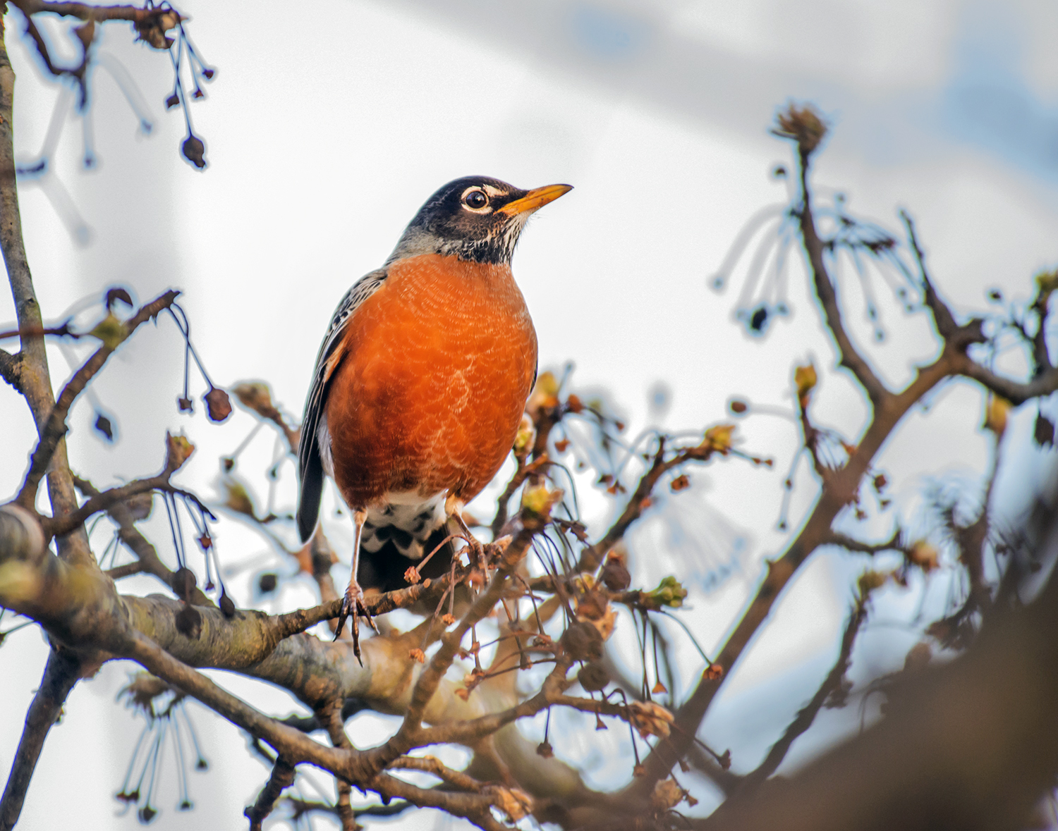 American robin