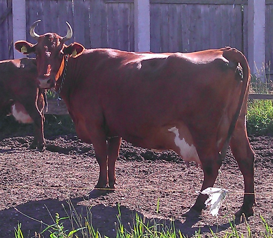 Flandria Hiidküülik Flemish Giant: Lehmad,lehmad,lehmad.