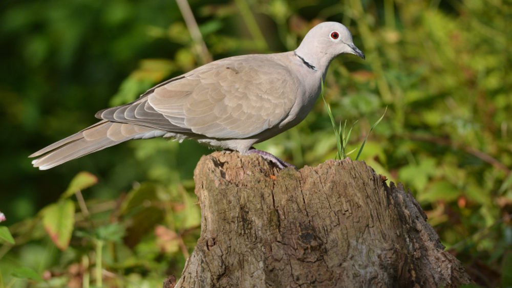 Outdoor Photography: Turkse Tortel