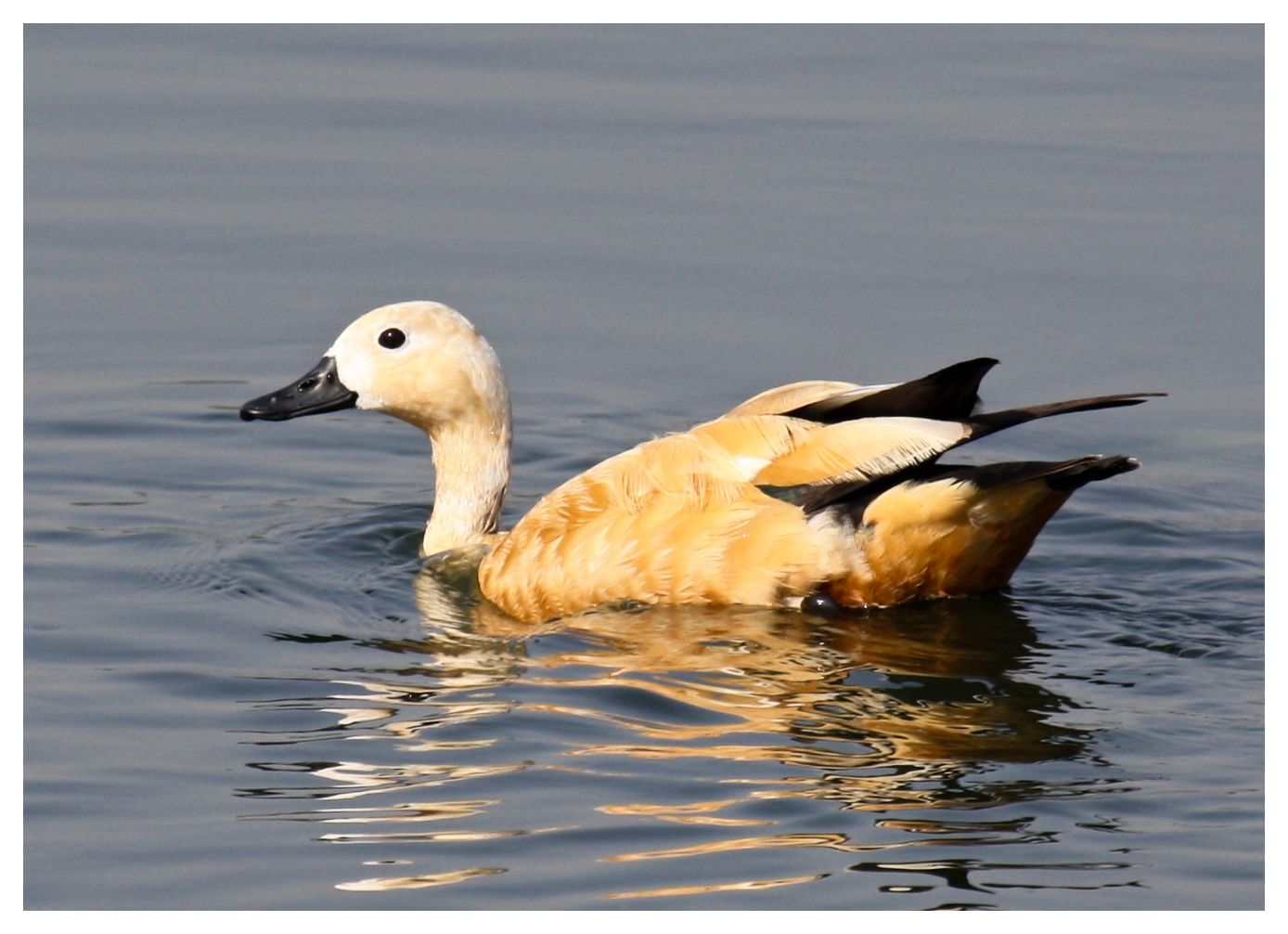 Birds of Chilika: Series 1