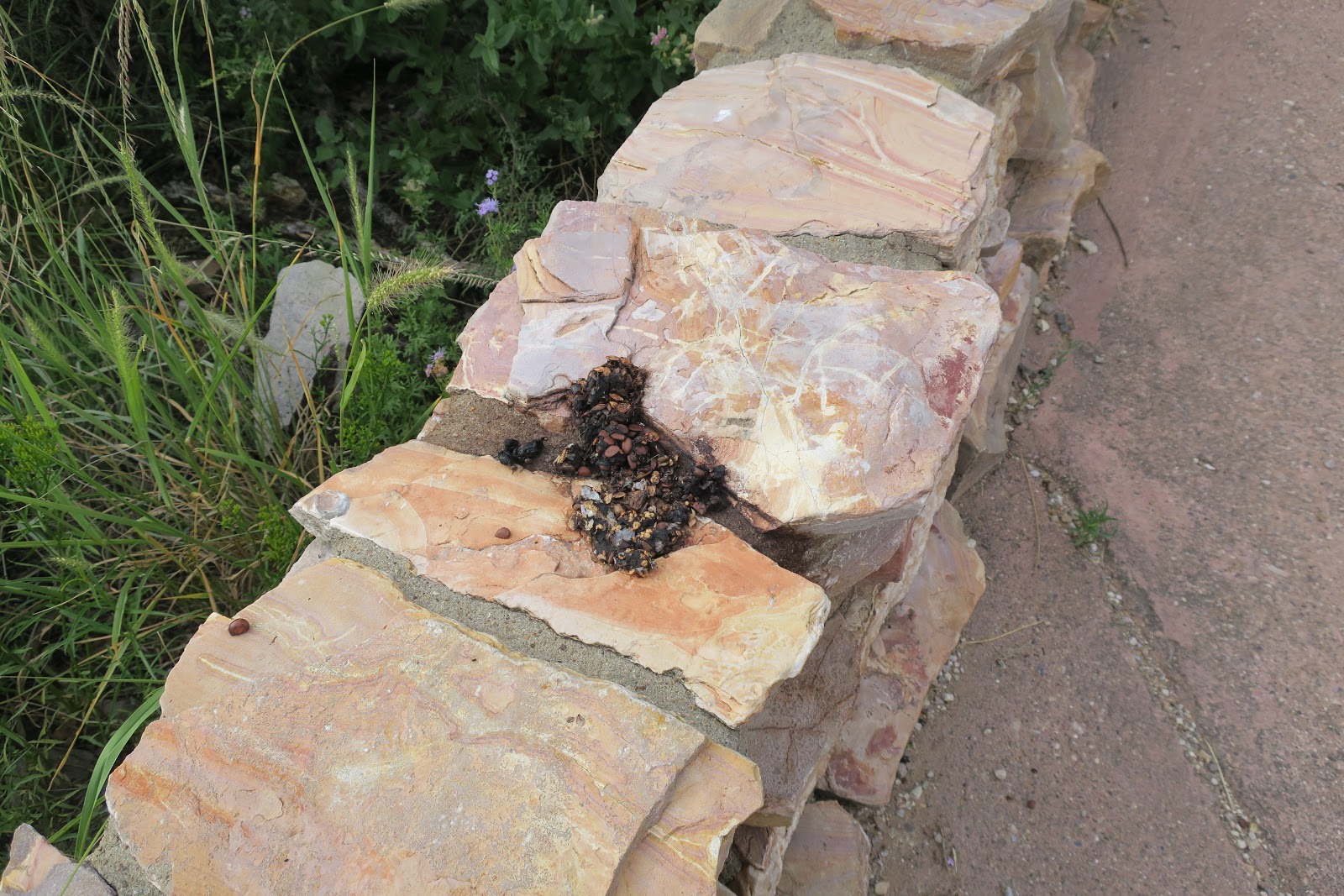 Living Rootless: Big Bend National Park: Poop and Circumstance