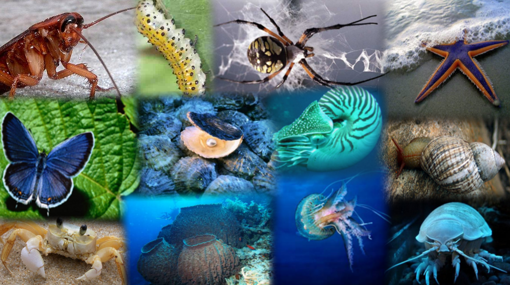 Clasificación del Reino Animal