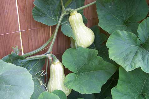 How to Grow Butternut Squash Plants from Seeds | Garden How