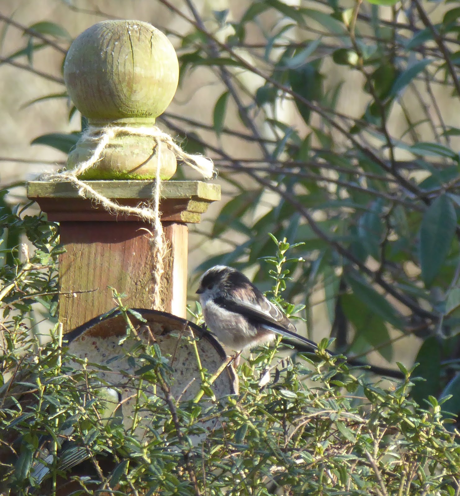 Wild and Wonderful: RSPB Big Garden Birdwatch 2019
