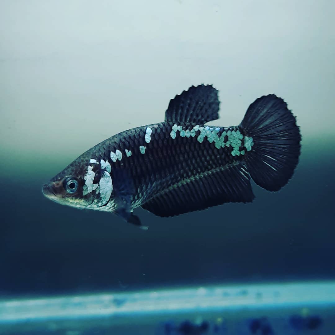 Female Plakat Black Mamba Betta Fish