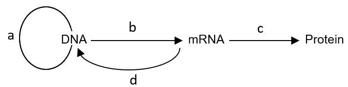 Molecular Basis of Inheritance | Class 12 | Sample Questions and Answers