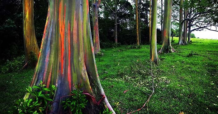 10 of the Most Wonderful Trees in the World - TenBuzzfeed