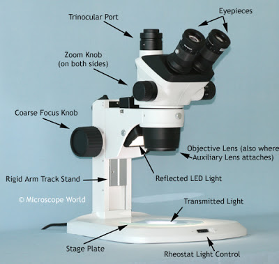 Microscope World Blog: Viewing Zebrafish Under a Stereo Microscope