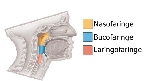 Faringe ~ Biopsicosalud