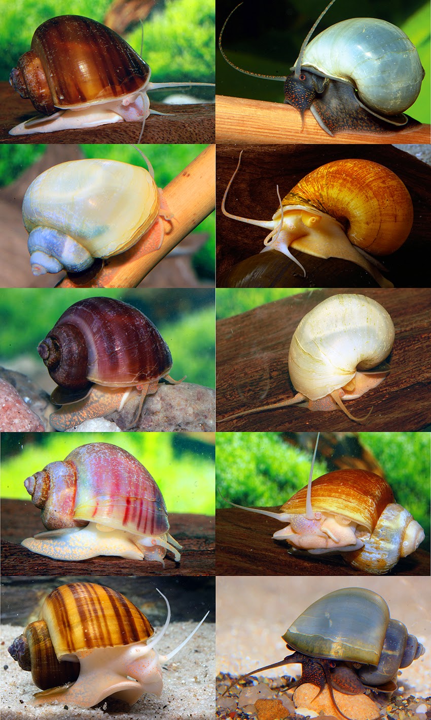 ACVARISTICA: Melci de apa Dulce