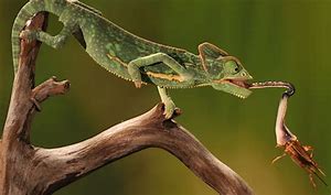 Tipo de alimentación para cada reptil.