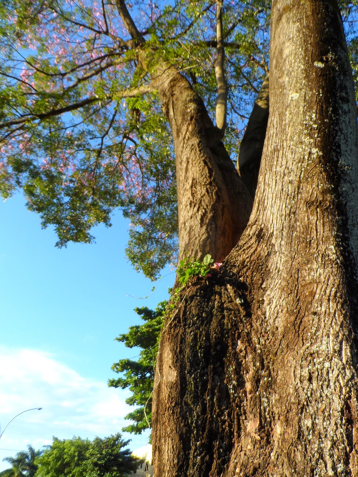 Paineira (Ceiba speciosa A.St.Hil.- Ravenna) | A planta da vez