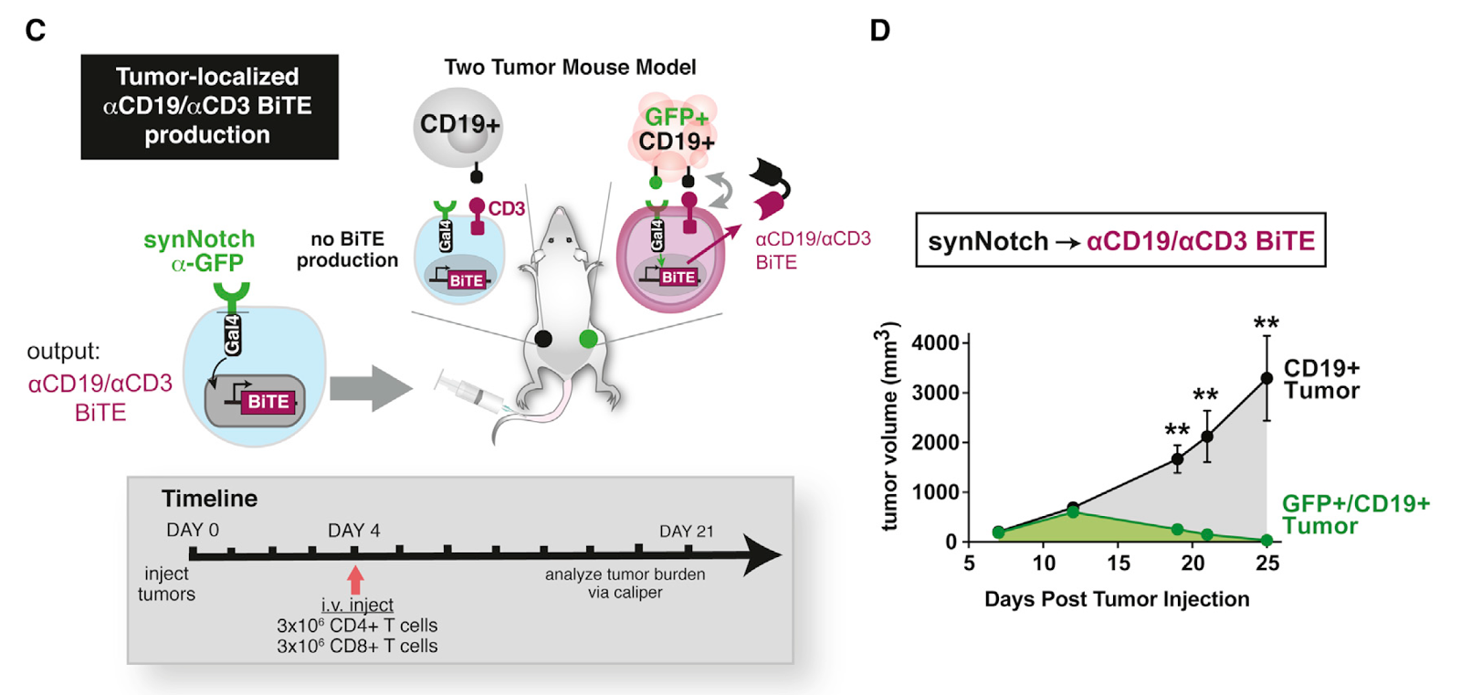 Engineering T cells to cellular factories with synthetic Notch ...