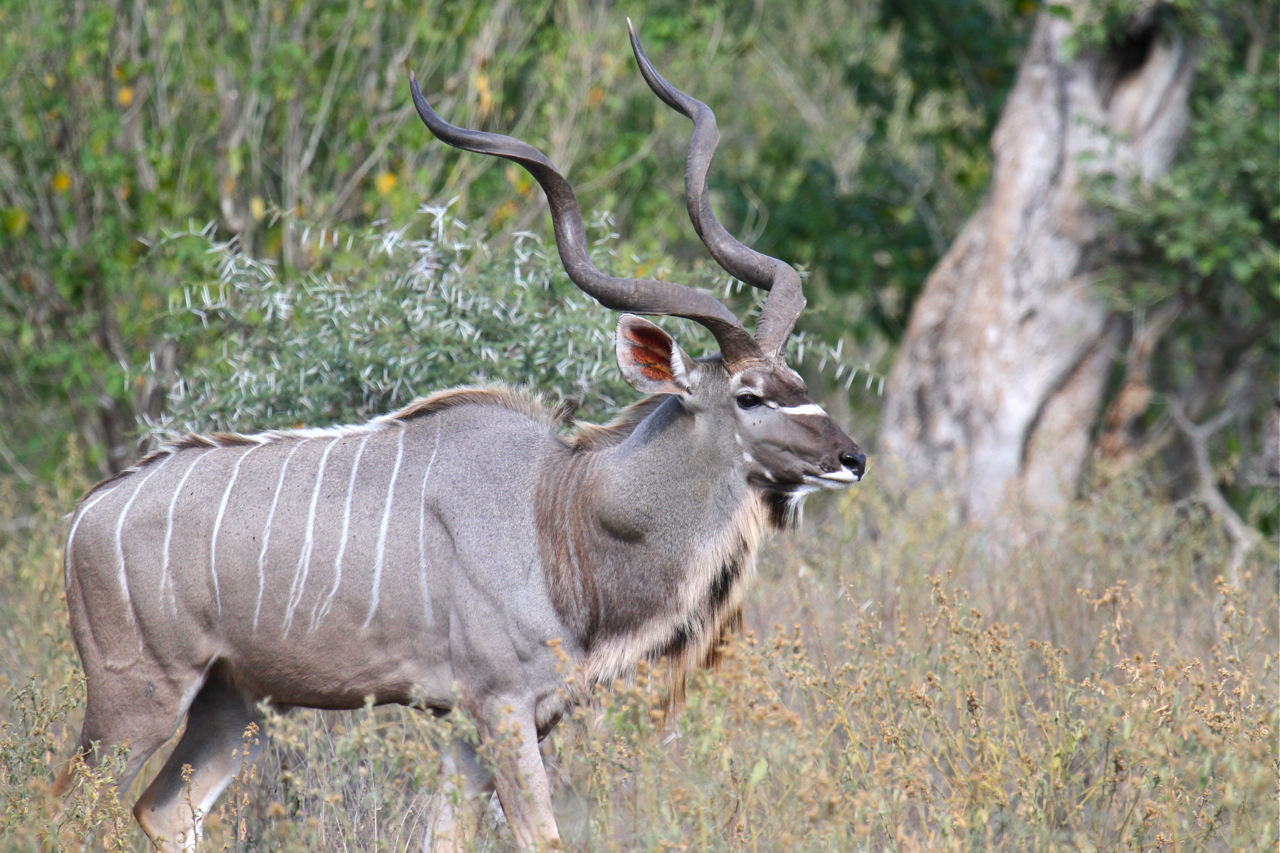 Kudus of Africa | Free National Geographic Pix