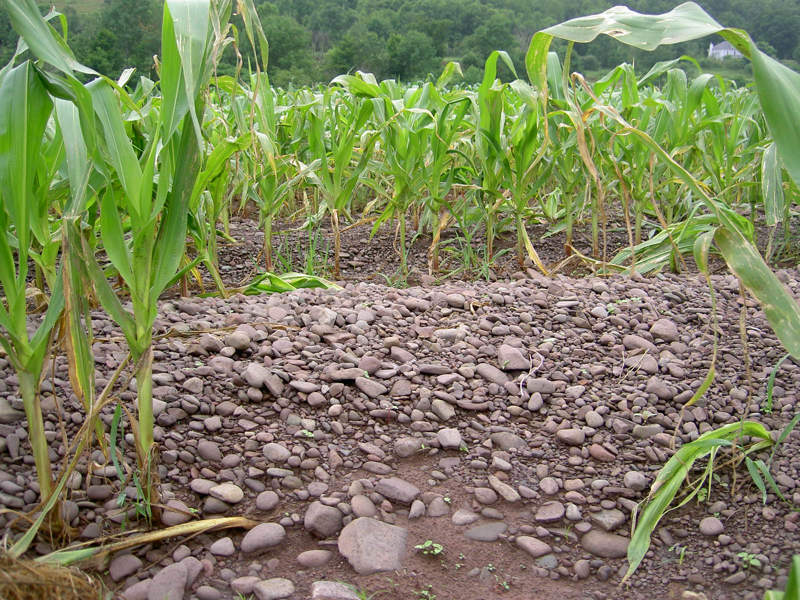 Delaware County Precision Feed Management Program: Flood Damaged Crops