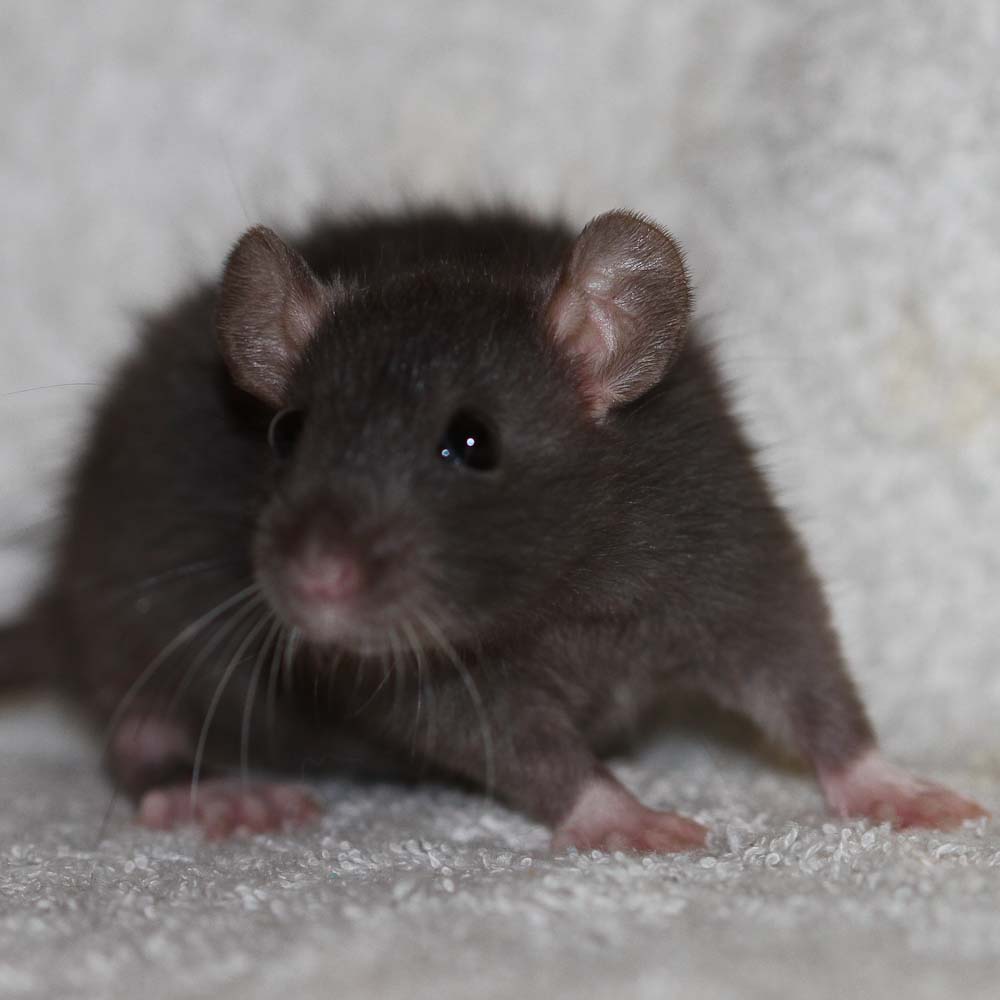 Rats From Mars Fancy Rat Rattery Phoenix Arizona Harley Dumbo Rats