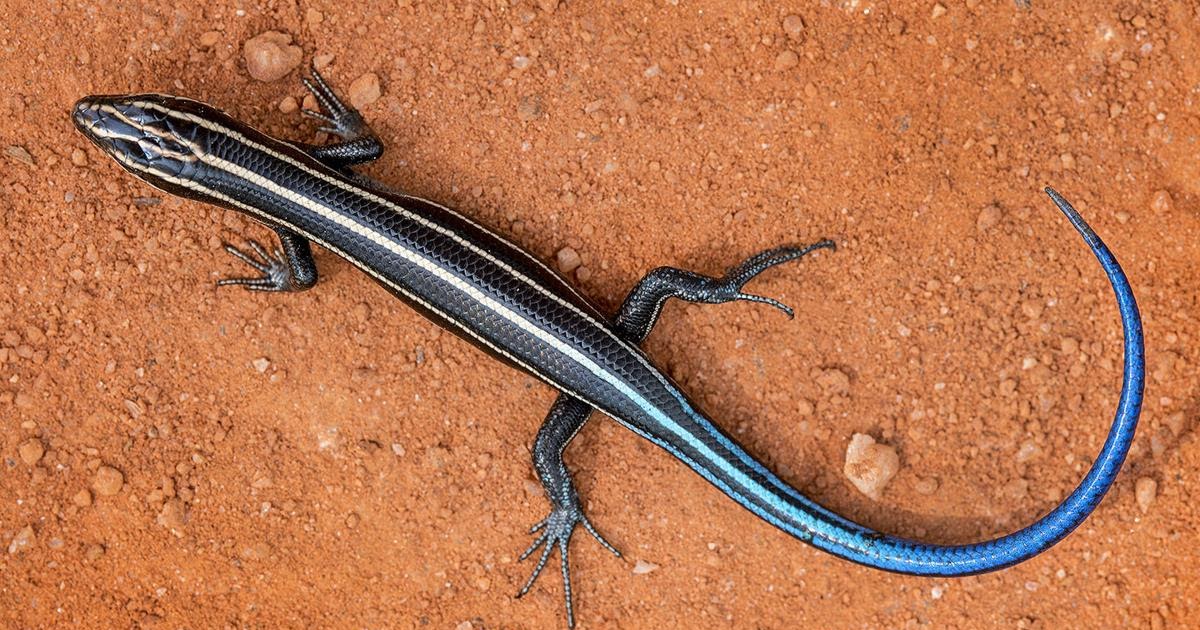Where do five-lined skink live?